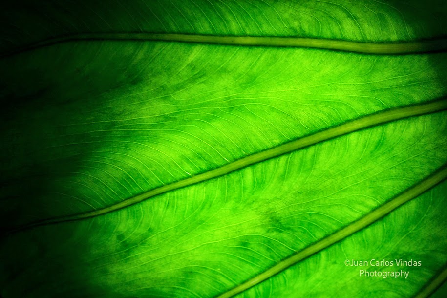 35 Breathtaking Examples of Patterns in Nature