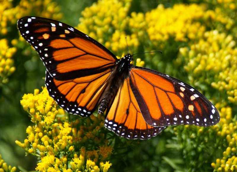 CEN - CÁ ESTAMOS NÓS: BORBOLETAS