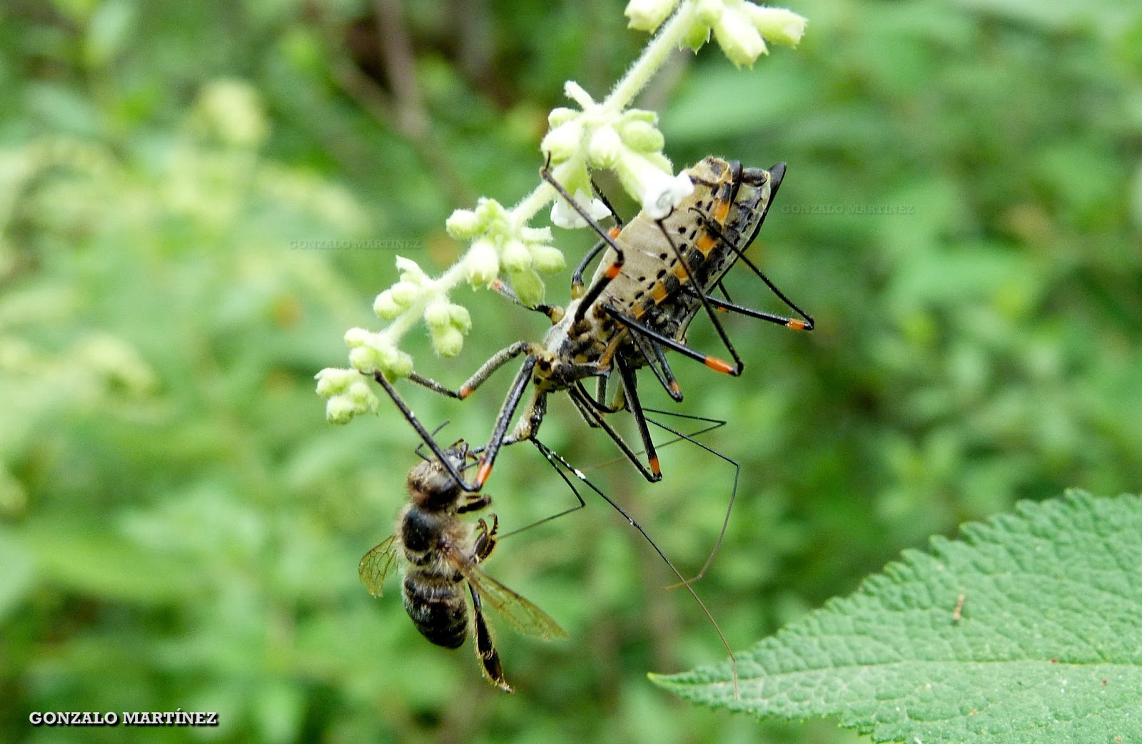 Photography-Fotografía: Insectos - Insects