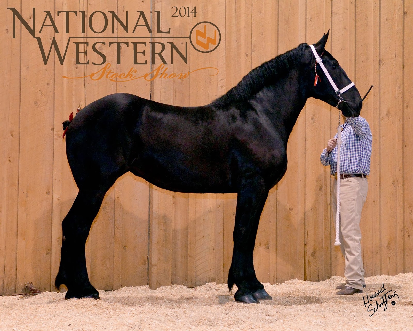 Eaglesfield Percherons: Eaglesfield Percherons Born and Bred Champion