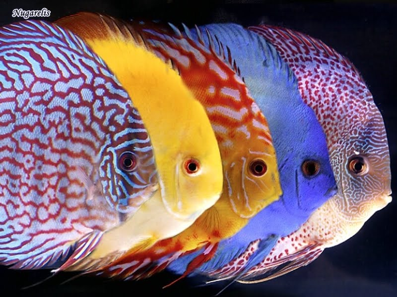 Koleksi Photo Photo Artis Cantik Dan Sexy Sexy: Gambar Gambar Ikan Hias ...