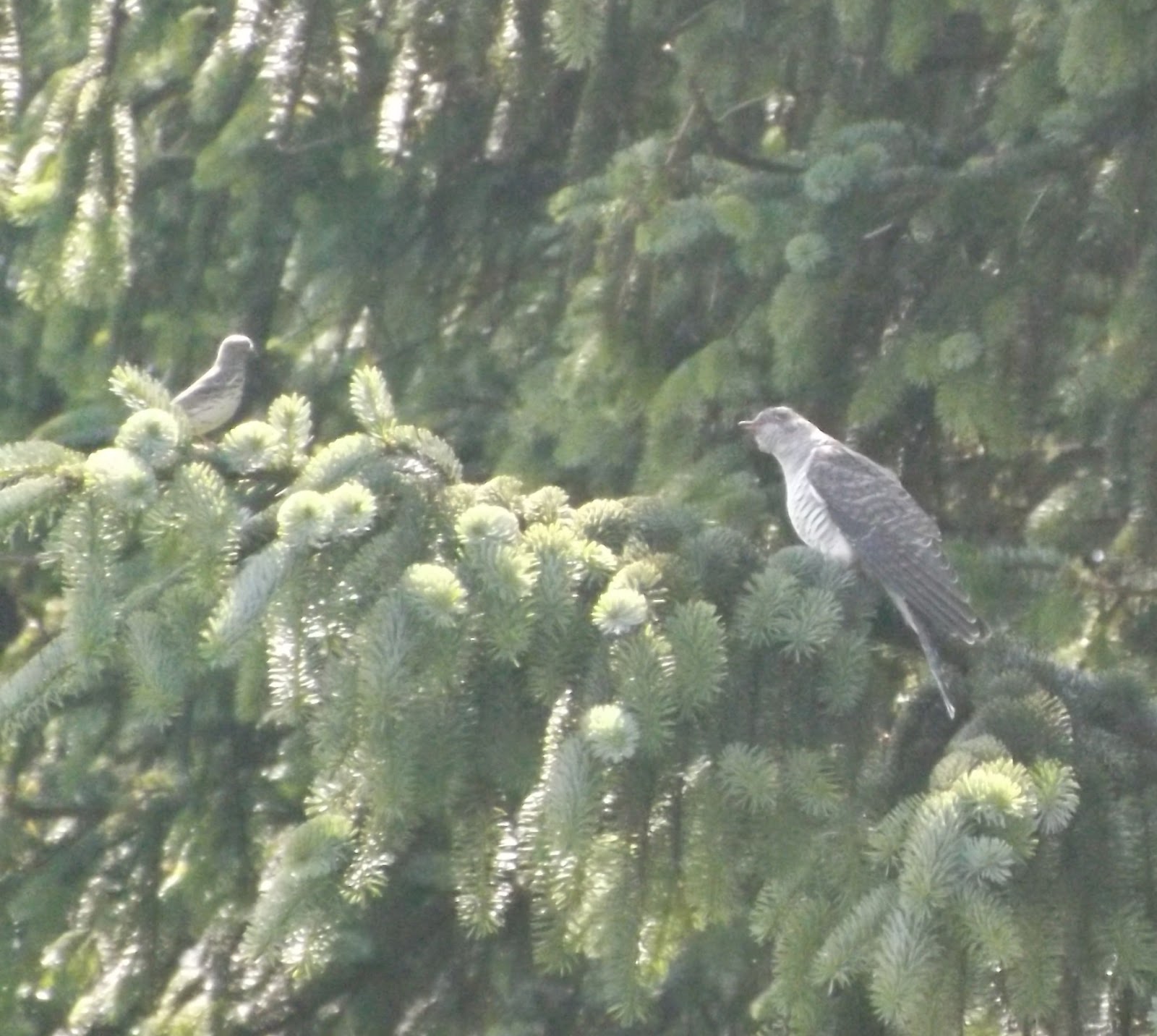 Dartmoor Ramblings: CUCKOO BABY