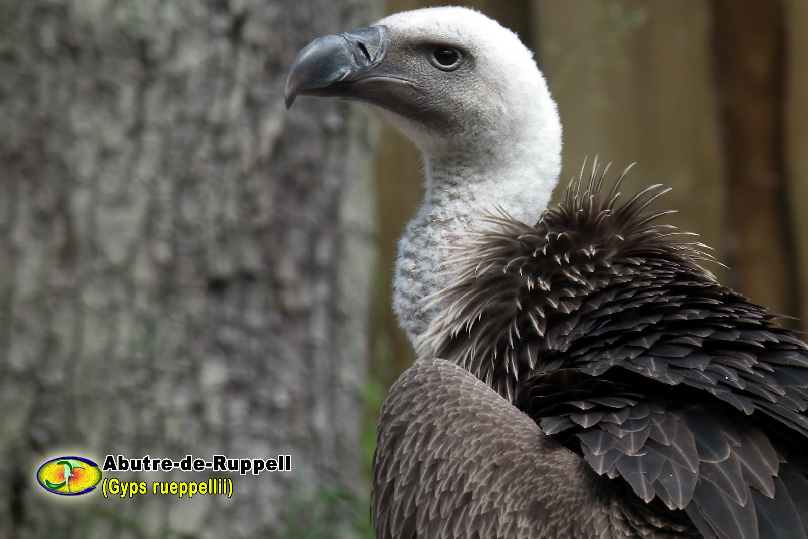 ORNITOLOGIA: Abutre-de-Ruppell (Gyps rueppellii)