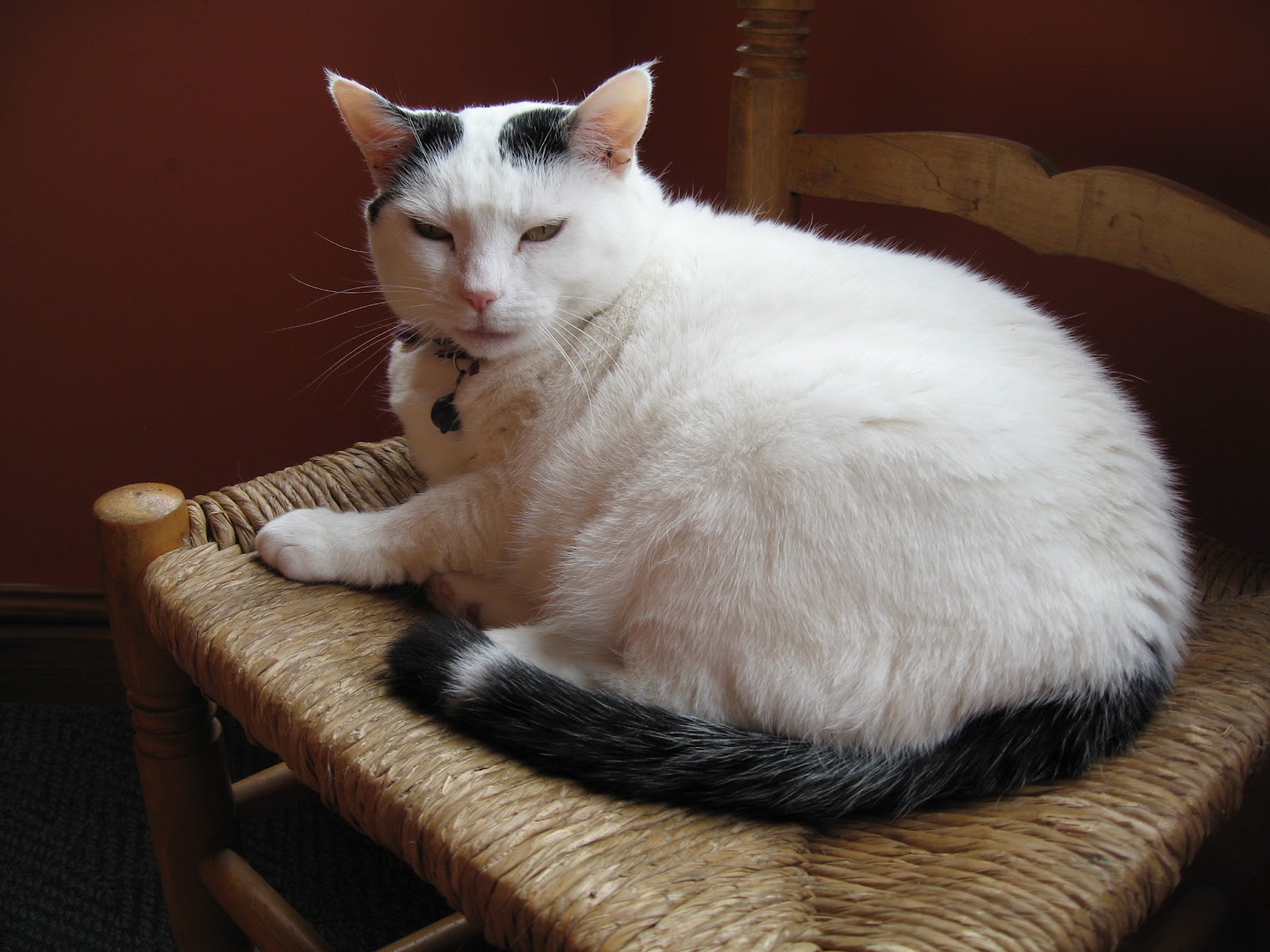 Discombobulated Del: Fat cats