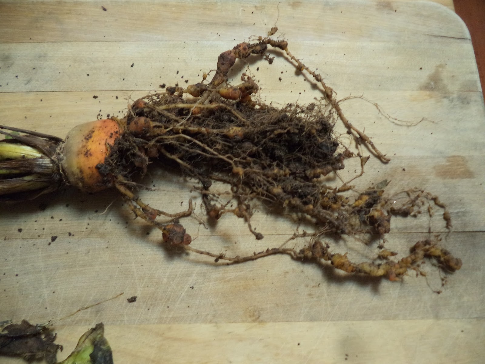 ATLANTA VEGGIES : Root Knot Nematodes in My Beets