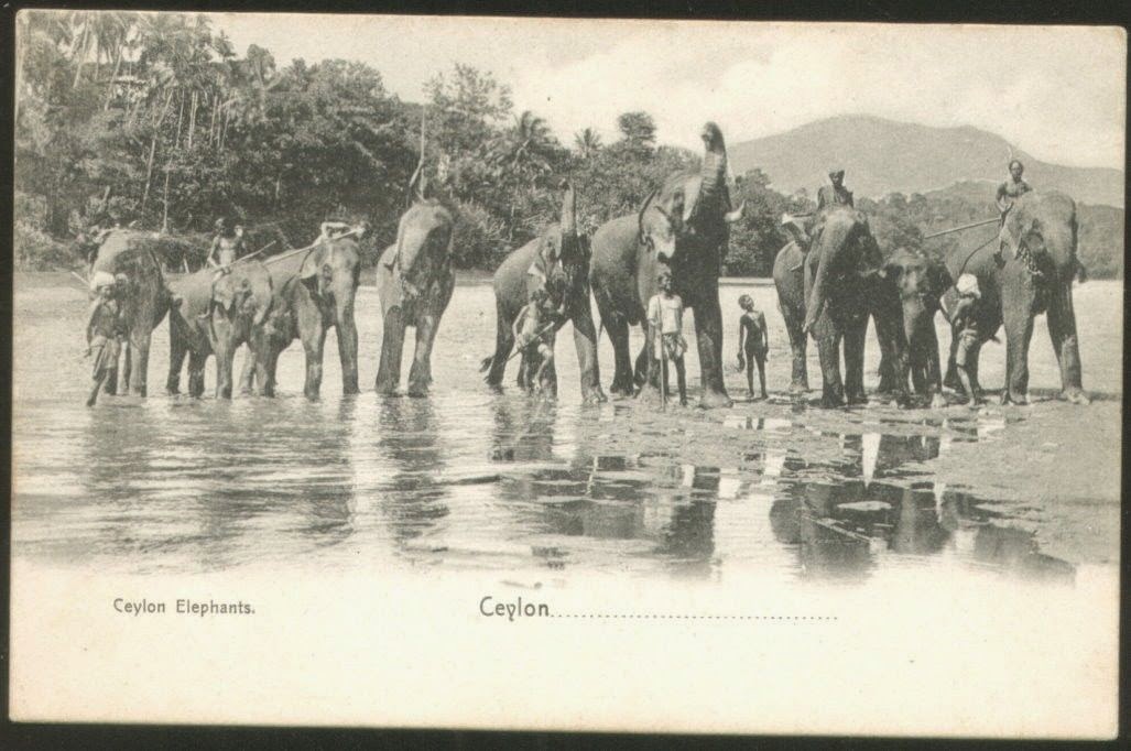 Vintage Post Cards of Sri Lanka (Ceylon) Elephants - Old Indian Photos