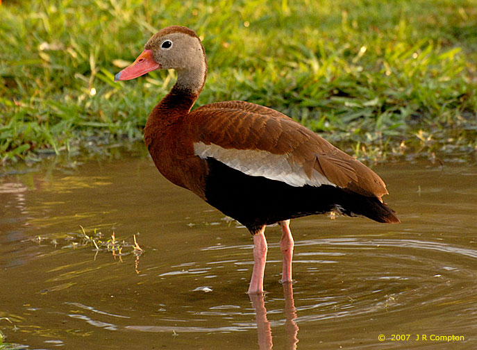 A Place Called "Away": A Mexican Squealer