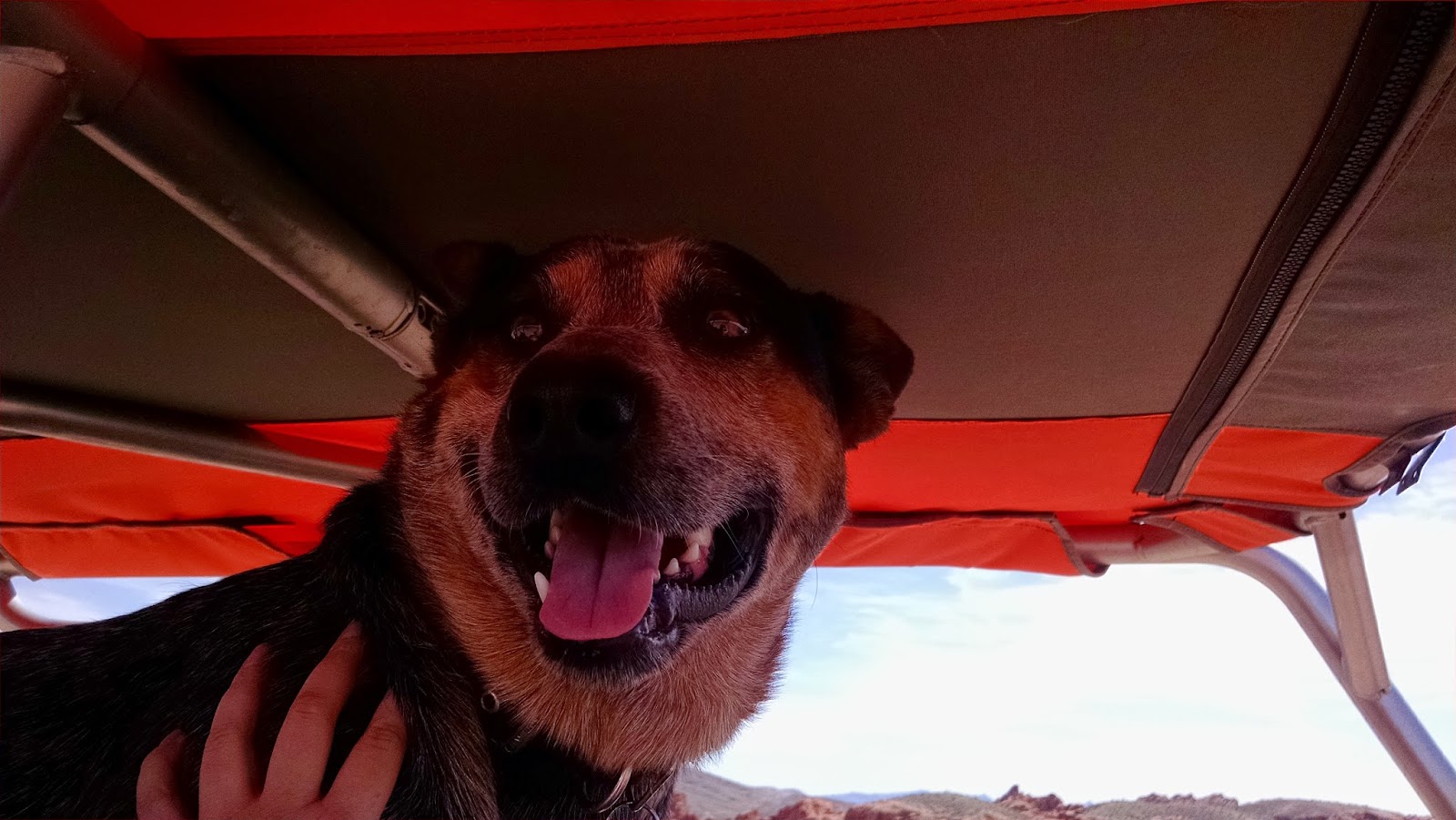 'Lissa's Life in the Southwest: Logandale and the Valley of Fire