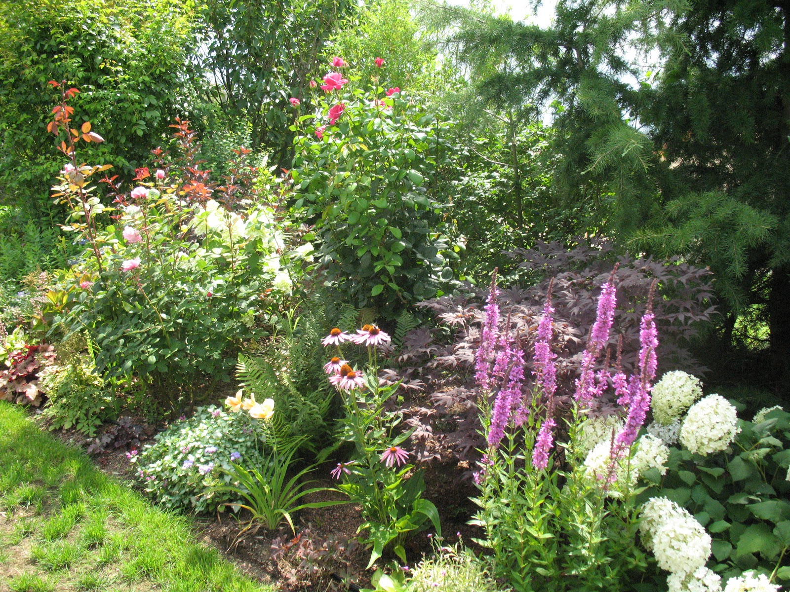 Roses du jardin Chêneland: Fleurs du jardin