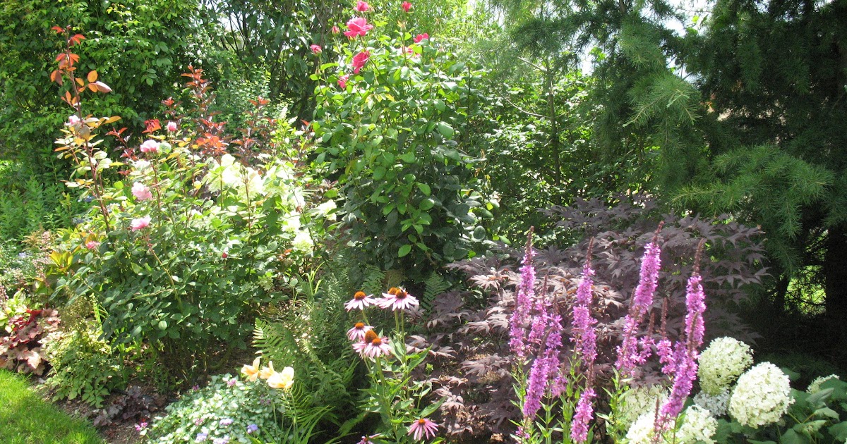 Roses du jardin Chêneland: Fleurs du jardin