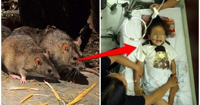 Mengenal Bahaya Hantavirus, Penyakit dari Kotoran Tikus yang Belum ...