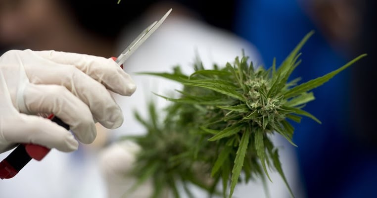 Legalize Marijuana In Nepal