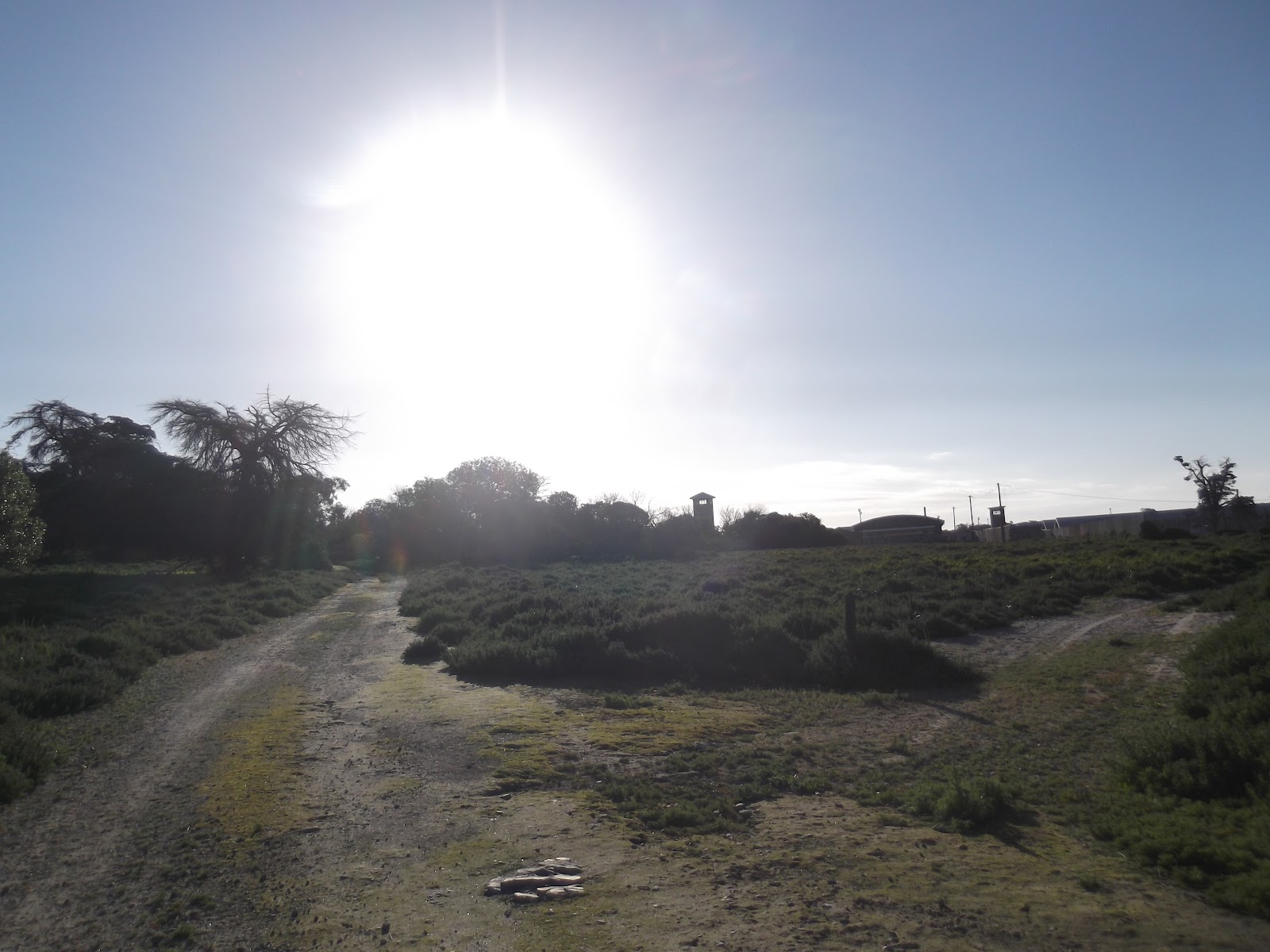 Robben Island Penguin Tracks: Loggerbird spotted!