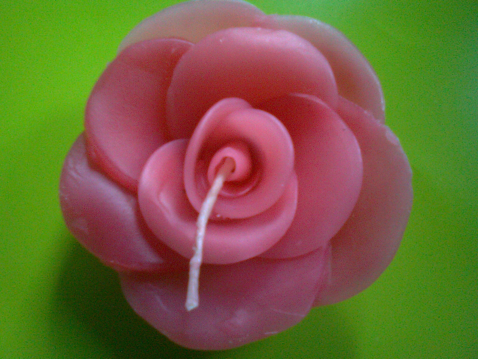 29+ Gambar Bunga Mawar Dan Lilin - Gambar Bunga Indah