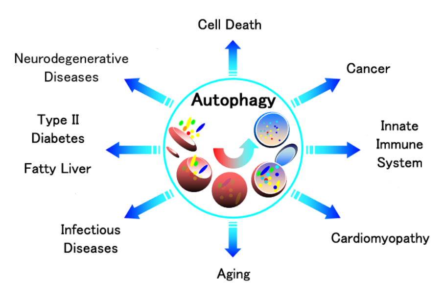 Epiphany: Autophagy, Mitophagy, Calpains and mTOR in Autism, but also ...