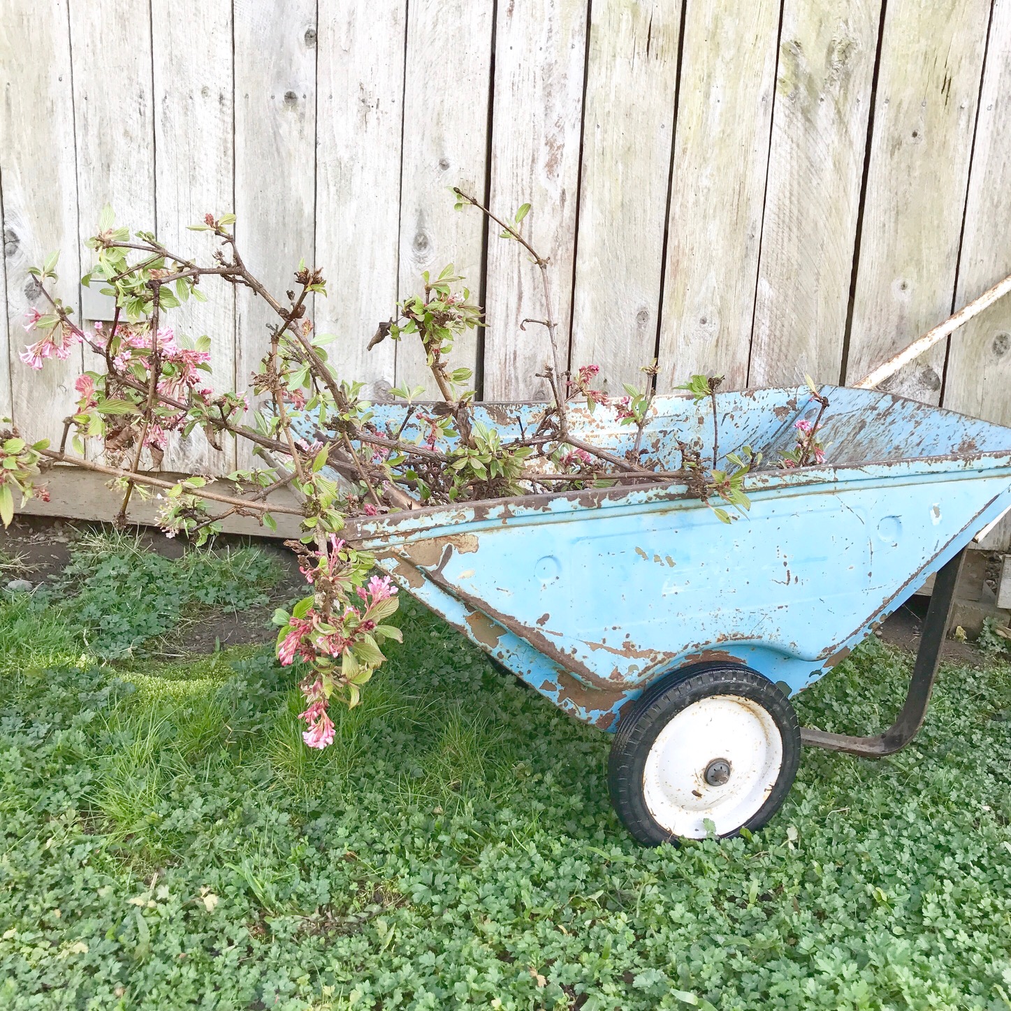 Little Farmstead: A Weathered Wheelbarrow and Edible Nests...