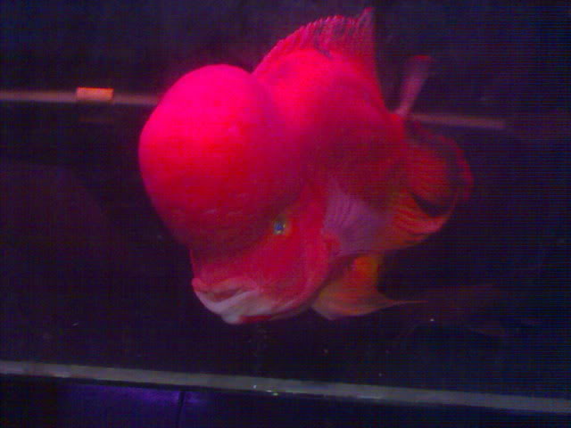 Flowerhorn The Hybrid Cichlids: Red Monkey FH