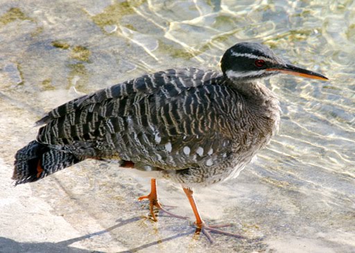 El ojo del buitre: Ave del Sol (Eurypyga helias)