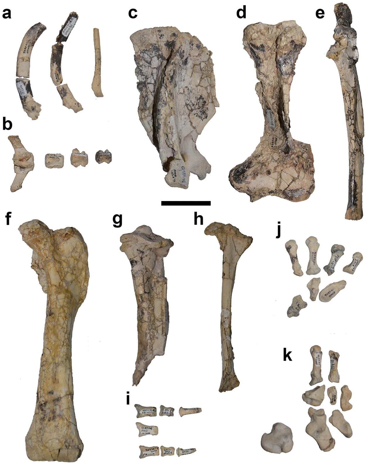 Species New to Science: [PaleoMammalogy • 2020] Mukupirna nambensis • A ...