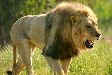 Gambar Singa | Dunia Binatang