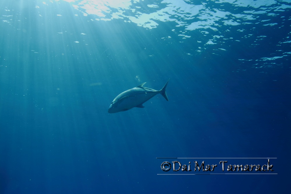 Capturing the Moment: Wide Angle Photos at Molokini Crater, Reef's End