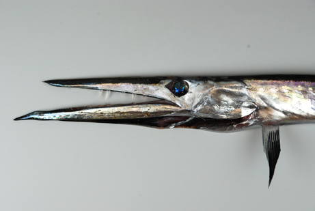 Monster Bego: Fakta Menarik Ikan Lautan Kutub Utara