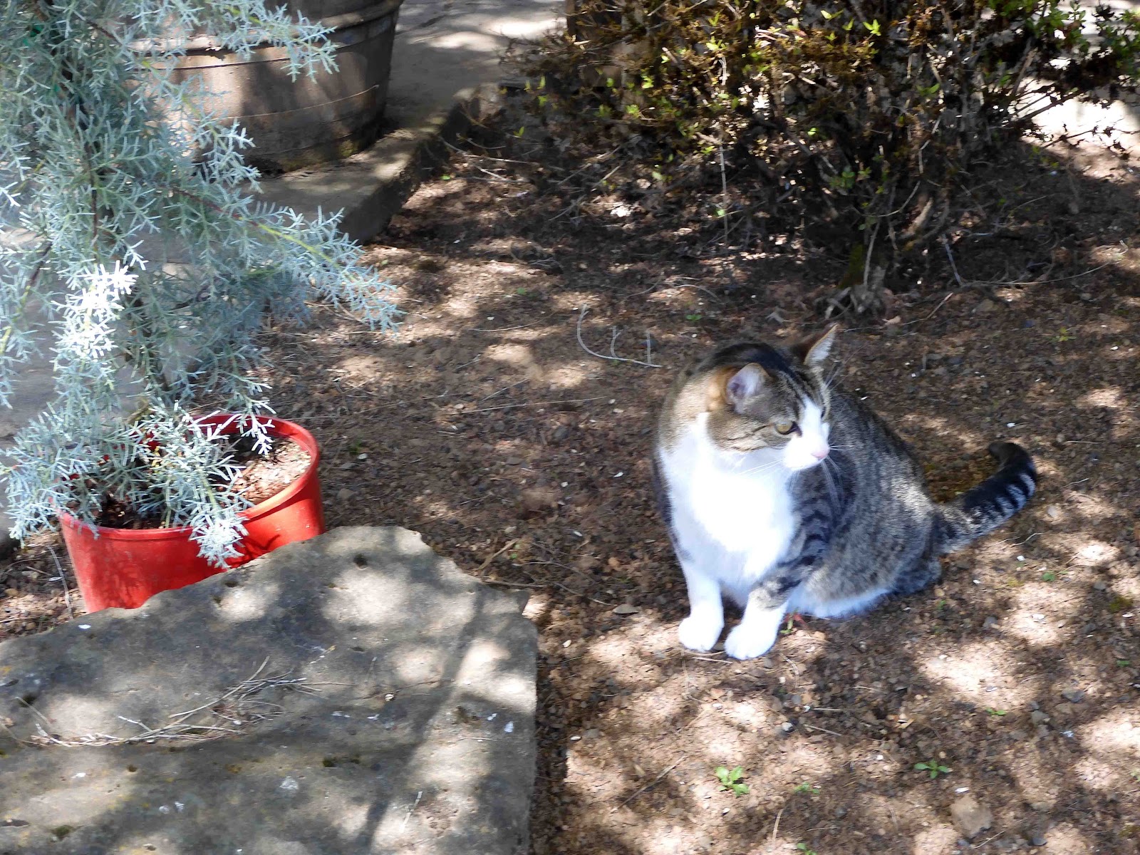 Cat Patches: Plenty of Pansies