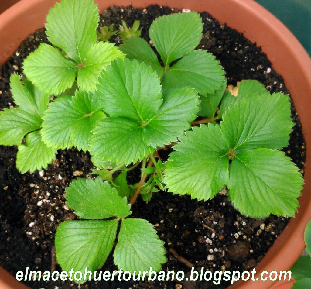 FRESAS DE FLOR DE COLOR ROSA | EL MACETOHUERTO URBANO