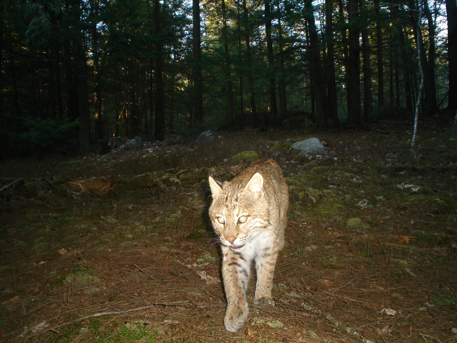 Remote Captures: Another N.H. Bobcat