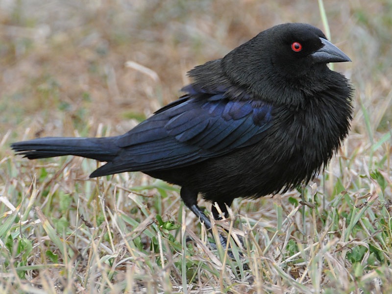 Nature Cameos: Some 'All Black' American Birds