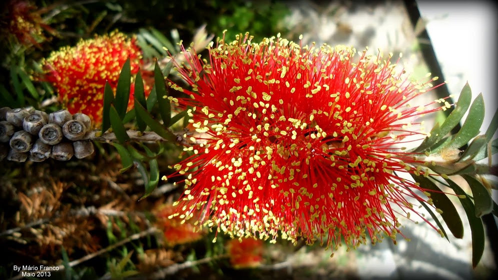 Meu Cantinho Verde: ESCOVA-DE-GARRAFA, SCARLET BOTTLEBRUSH ...