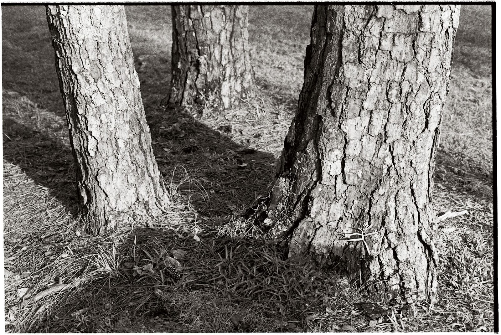 Valdosta in Film: Kentmere 400 in Rodinal, 1:50, plus some new lenses ...