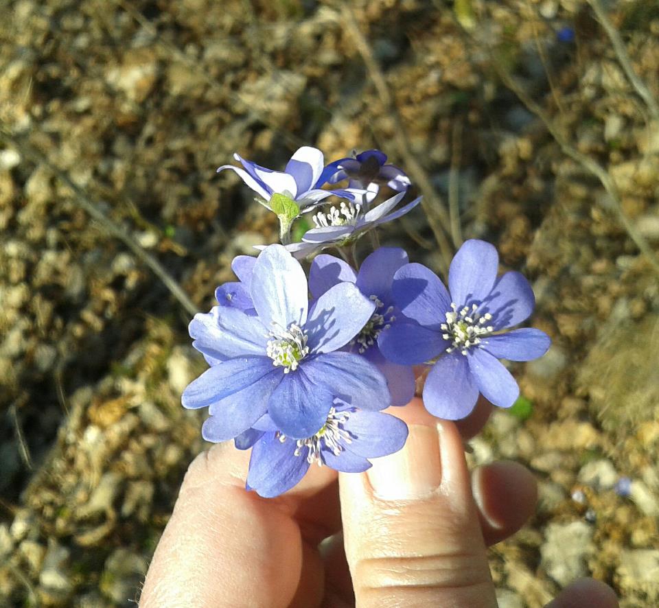 Femfemman: Trampat, tvättat, tryckt, trivts