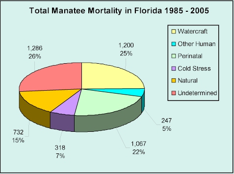Florida Manatee: Pahrsa Hashemi