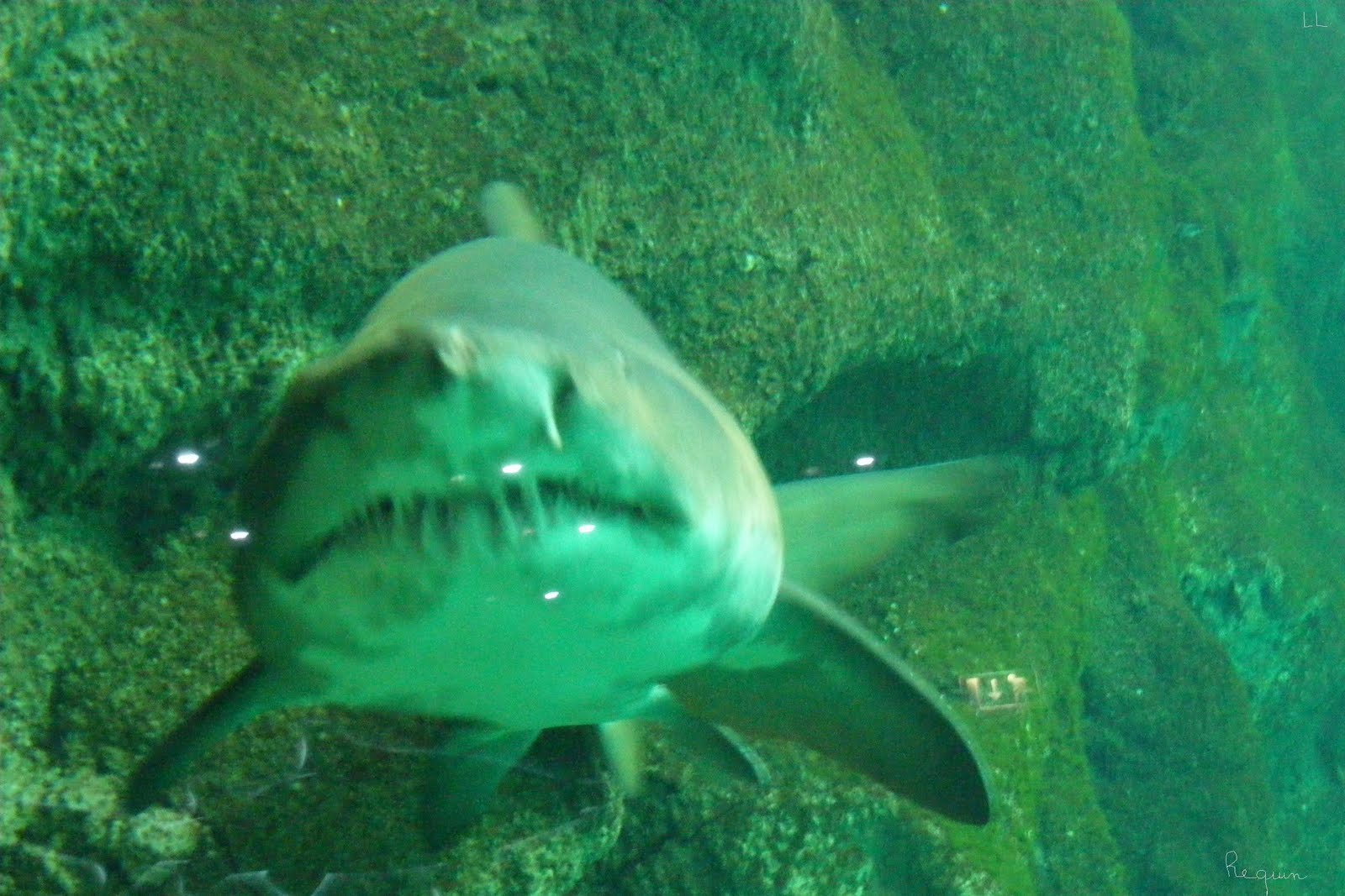 FABULO: EFFRAYANT...