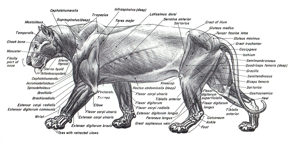 Koprolitos: Las influencias prehistóricas de Richard Corben, Parte 1 (de 3)