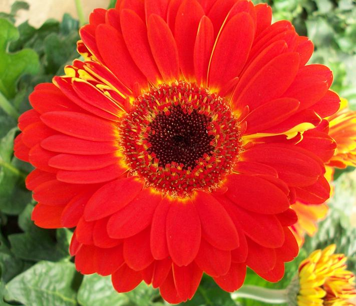 Gambar Bunga Sempurna Beserta Keterangannya