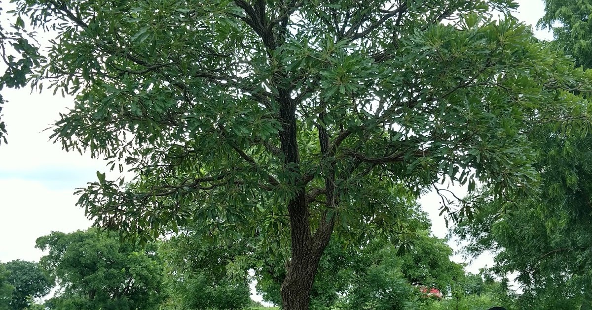 Reeds in the Wind: The Amazing Shea Tree