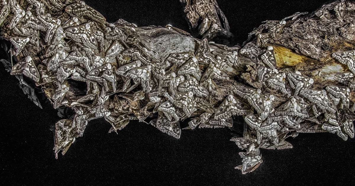 Ars Magisterii: Moth Gatherer (monster, 5E)