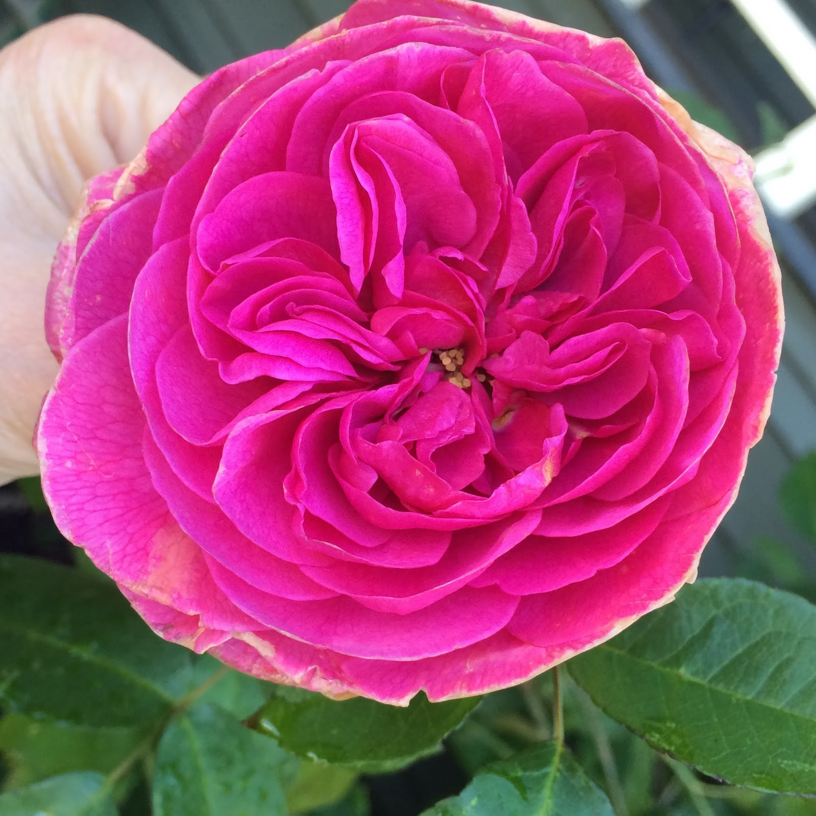 hostess of the humble bungalow: Fall Friday in The Humble Bungalow...