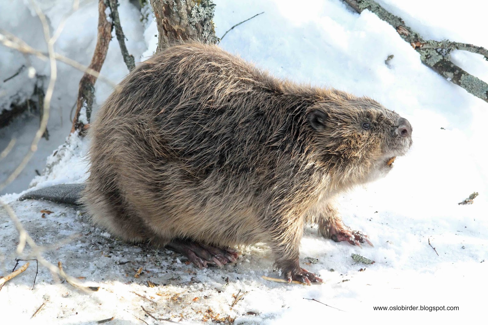 OSLO BIRDER: Beaver