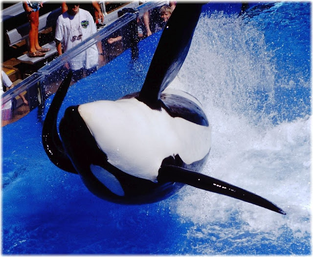 Voice of the Orcas: SeaWorld Can Extend Tilikum's Legacy Beyond the ...
