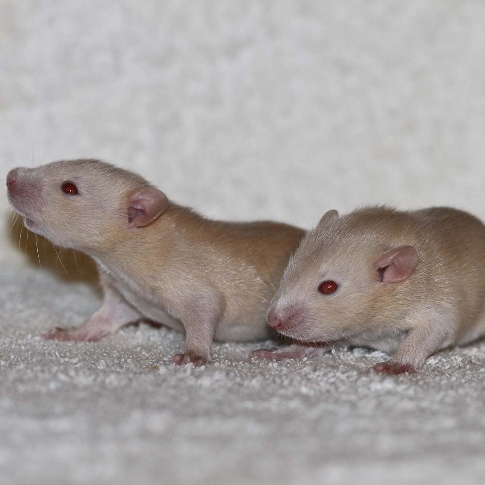 Rats From Mars Fancy Rat Rattery Phoenix Arizona Harley Dumbo Rats