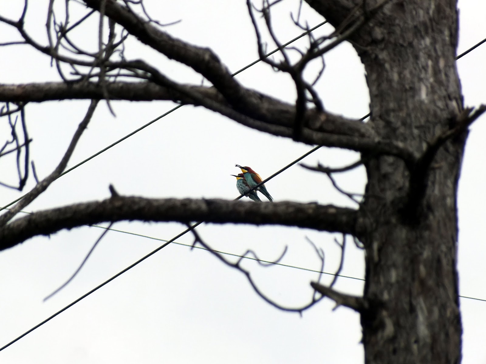 Jurnal unui desculț : prigorii (albinarel), starcul cenusiu, cotofana ...