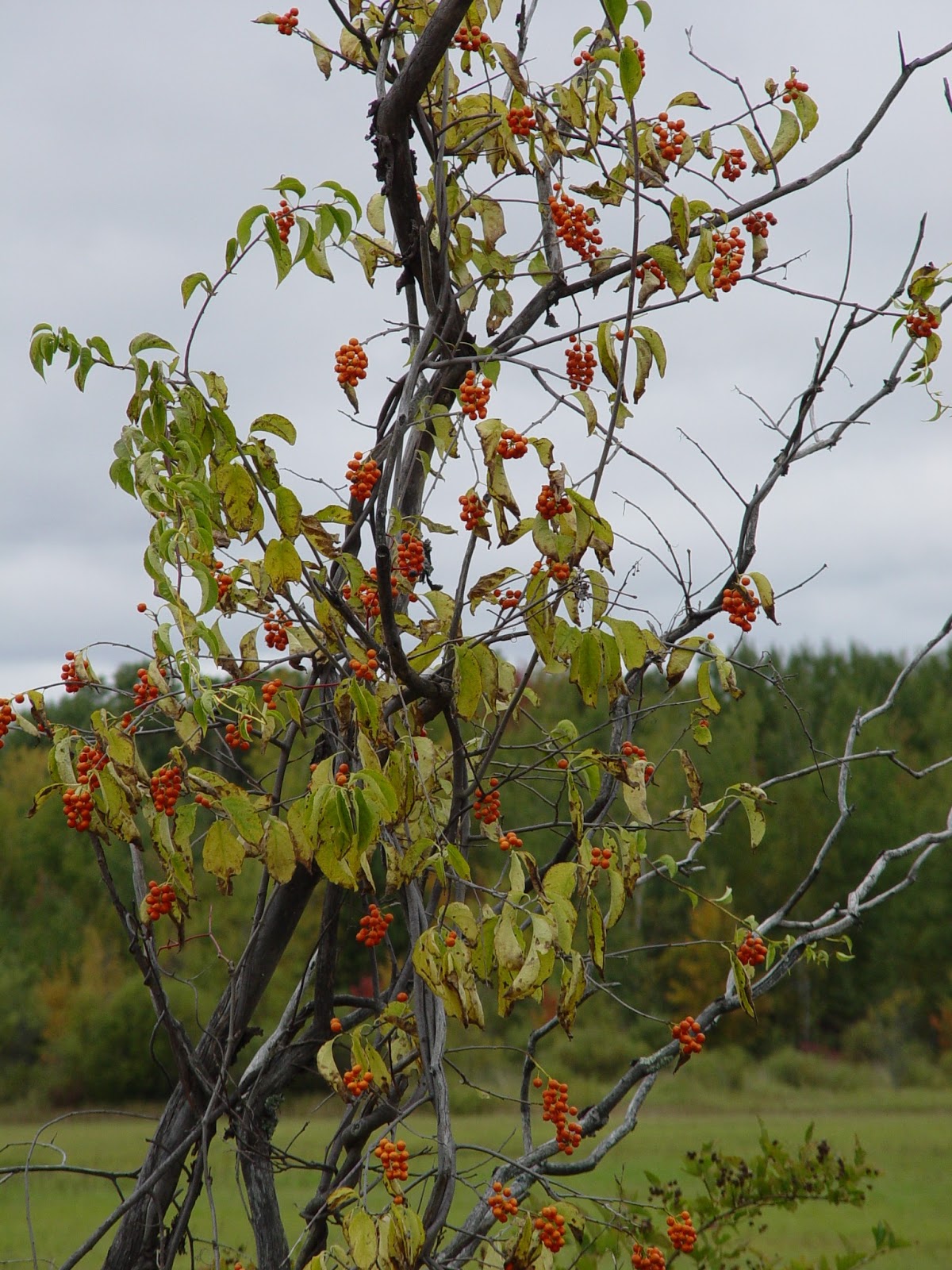 by SHER: It's Bittersweet Friday