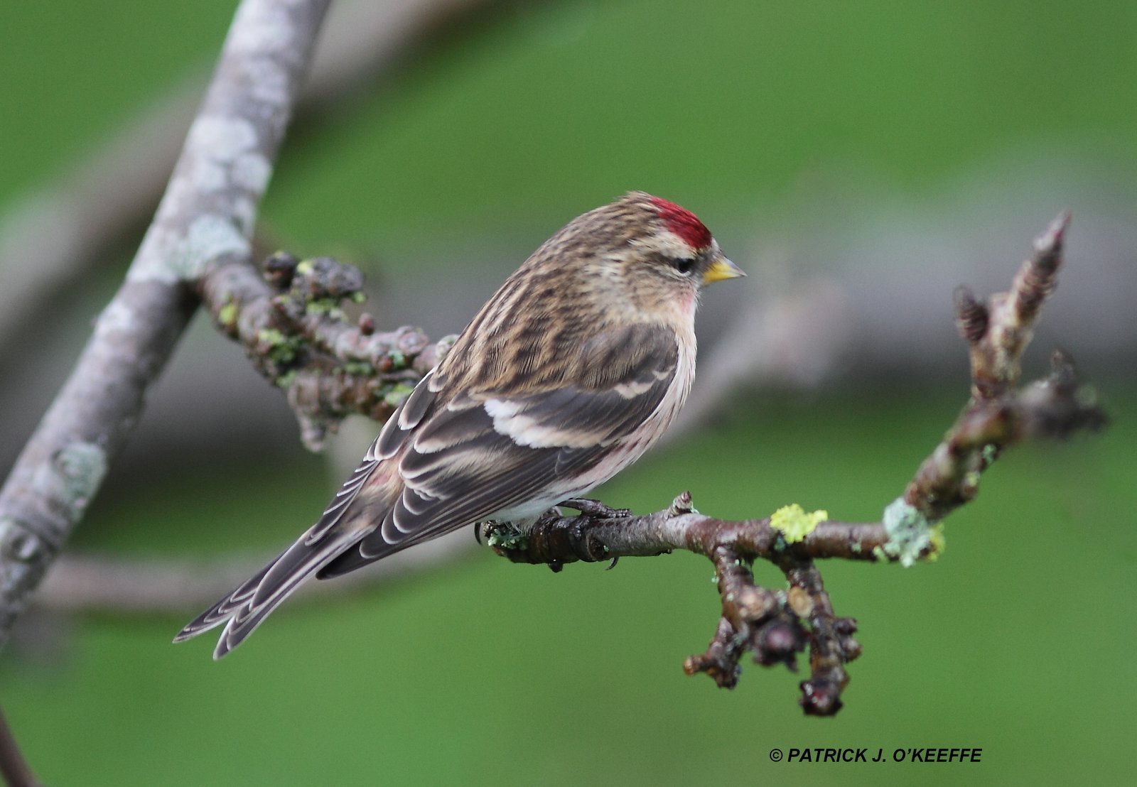 Raw Birds: COMMON REDPOLL (Acanthis flammea subspecies A. f. caberet ...