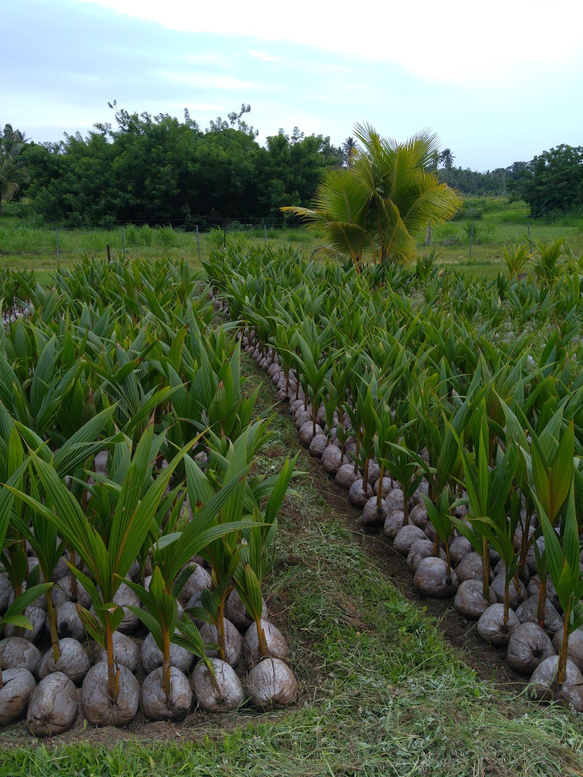 Coconut planting material for the Pacific region: Nursery management at ...