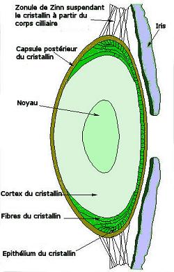 Catatan Dokter Muda: Anatomi dan Fisiologi Lensa