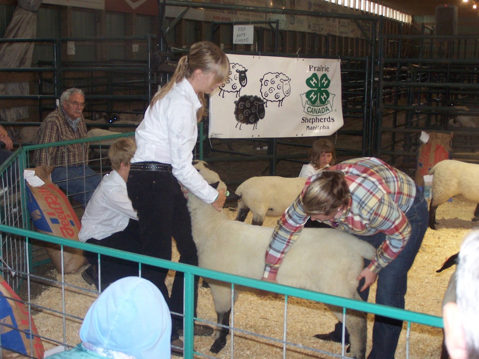 Prairie Winds Hampshires: Sheep Show Classes: Ewe Lamb