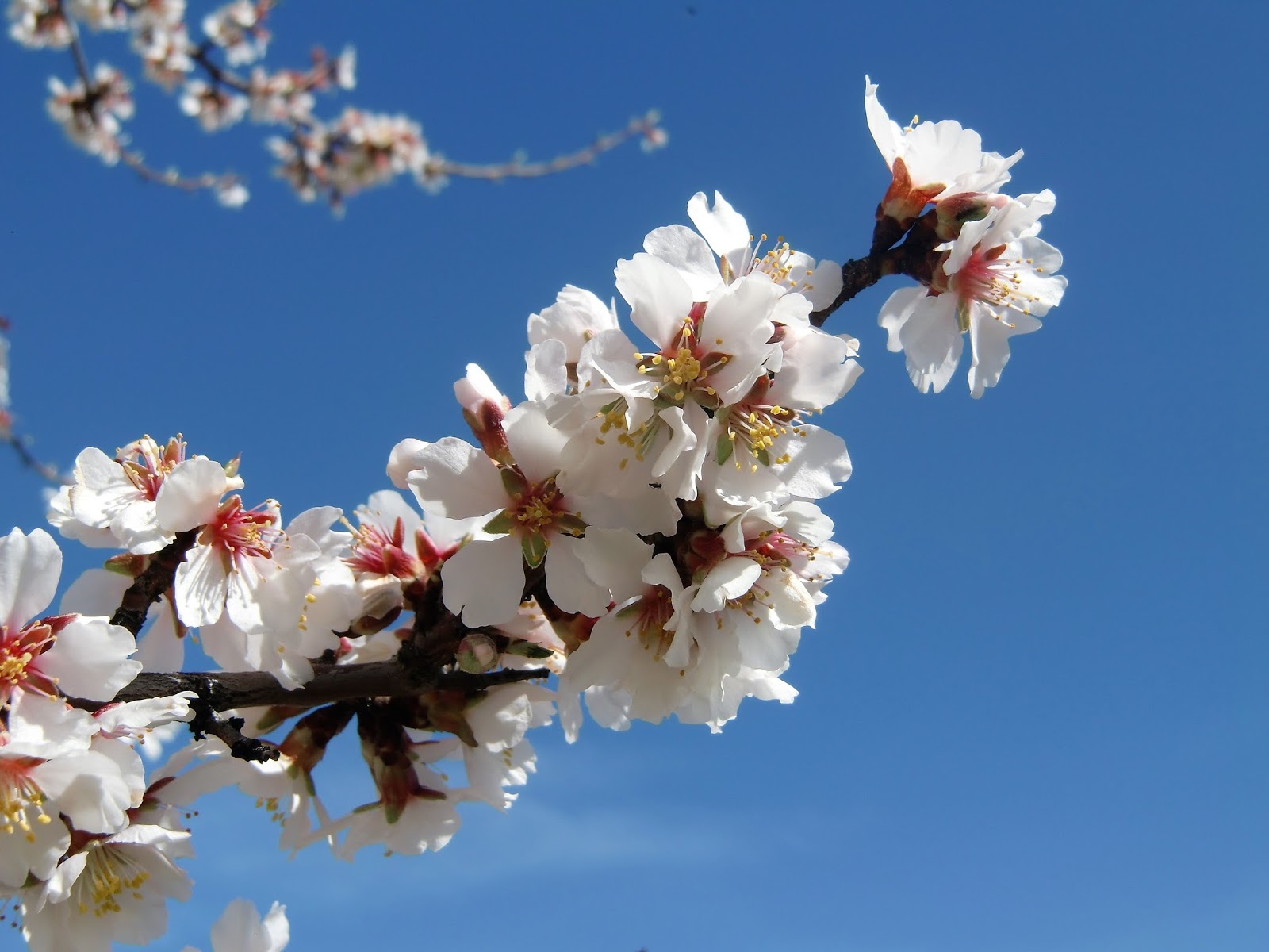Plantas de Huerta Otea, Salamanca: Almendro (Prunus dulcis)